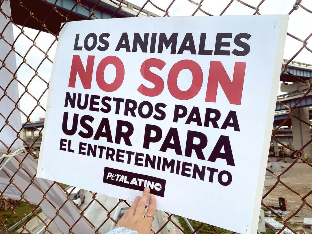 In Memoriam: Monserrat Zacatelco, a Hero to Animals | PETA