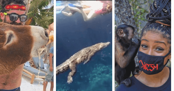 These Animals in Tulum Would Like to Be Left Alone | PETA