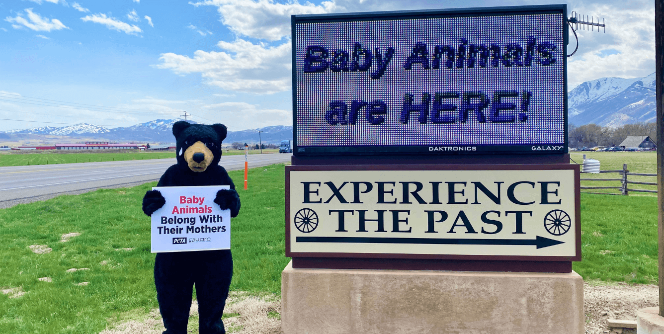 Action Alerts | Actions | PETA.org