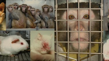 History of Animal Testing: See the Gruesome Past | PETA Timeline