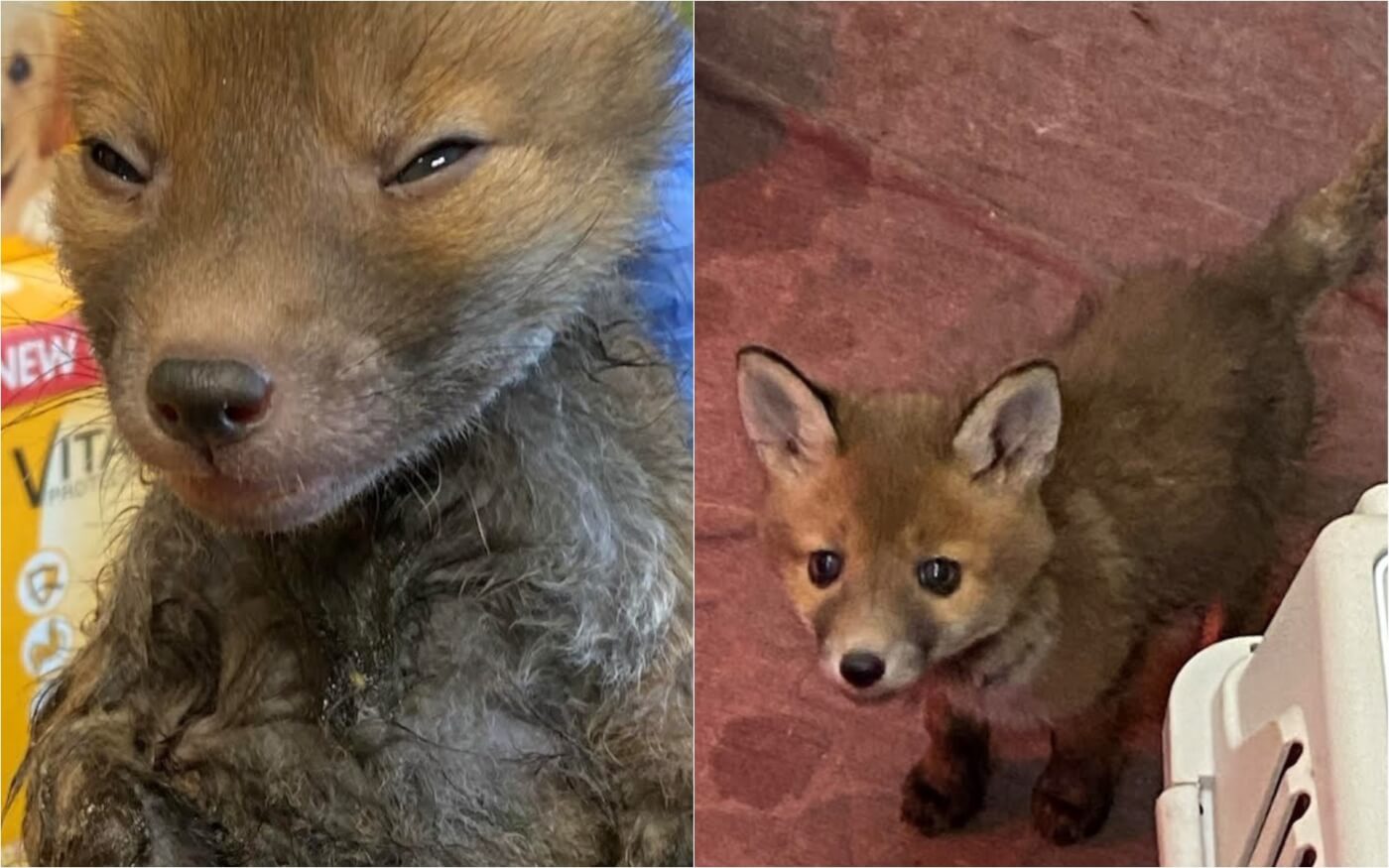 Fox Cub on Glue Trap Rescued in Scotland | PETA