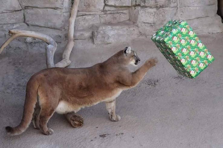 Photo of Obese Mountain Lion Prompts Complaint Against Roswell Roadside ...