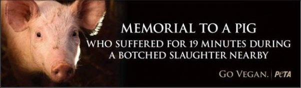 PETA Ad to Pay Tribute to Pig Shot Nine Times at Local Slaughterhouse ...