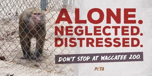 PETA Billboard Focuses on Plight of Animals at Waccatee Zoo | PETA