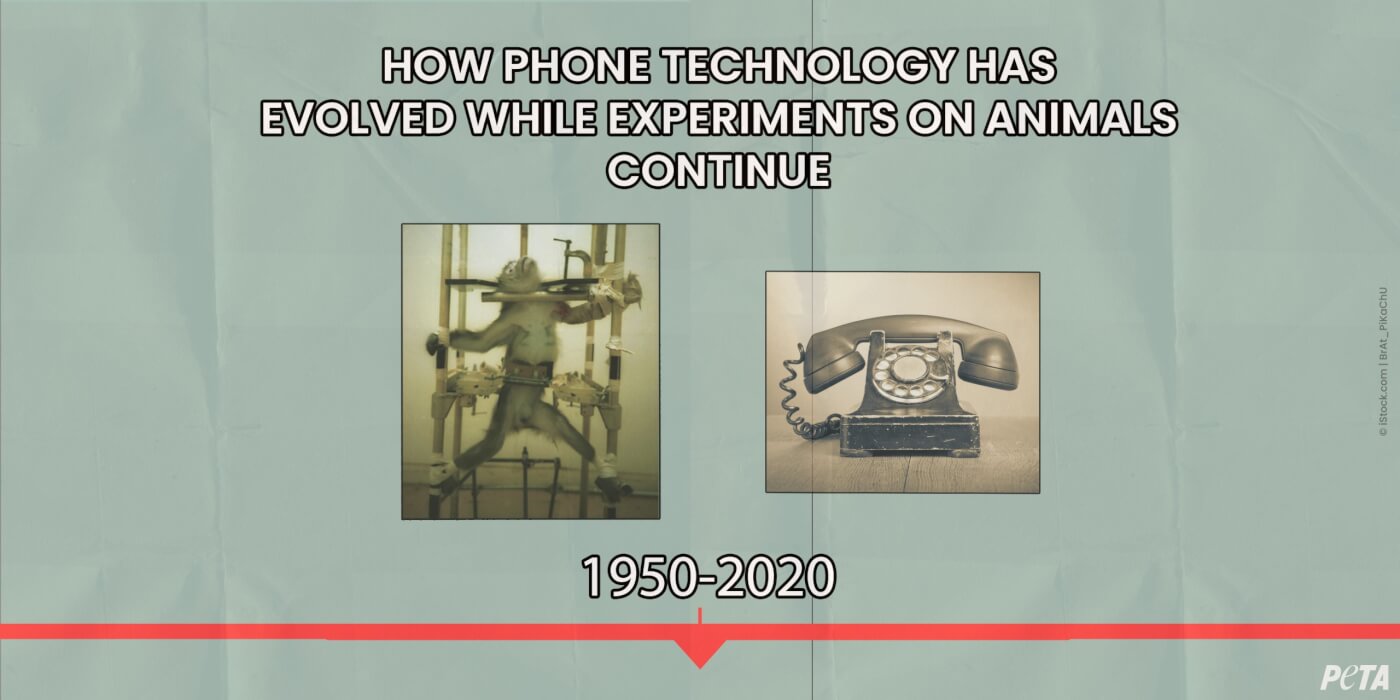 The Evolution of Phones vs. Archaic Tests on Monkeys | PETA