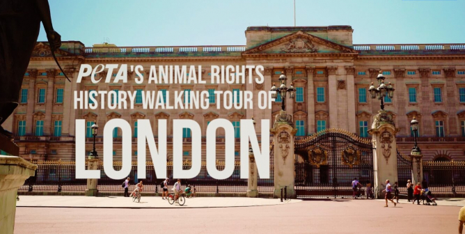 9 Animals Driven Insane | PETA