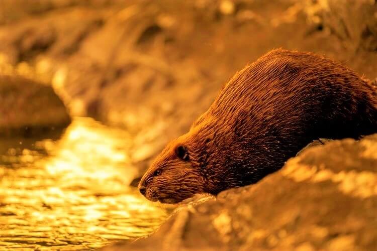 Dozens of Geese Rounded Up in Tennessee Community; Beavers and ...