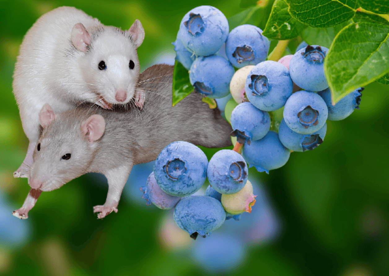 Texas Woman’s University Starved and Severed Arteries of Rats in Cruel ...