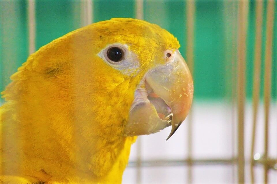 What’s Wrong With Caged Birds? How Birds Suffer in the Pet Trade | PETA