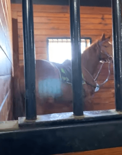 VICTORY! Horse Trainer Amber Cobb Has Her License Revoked | PETA