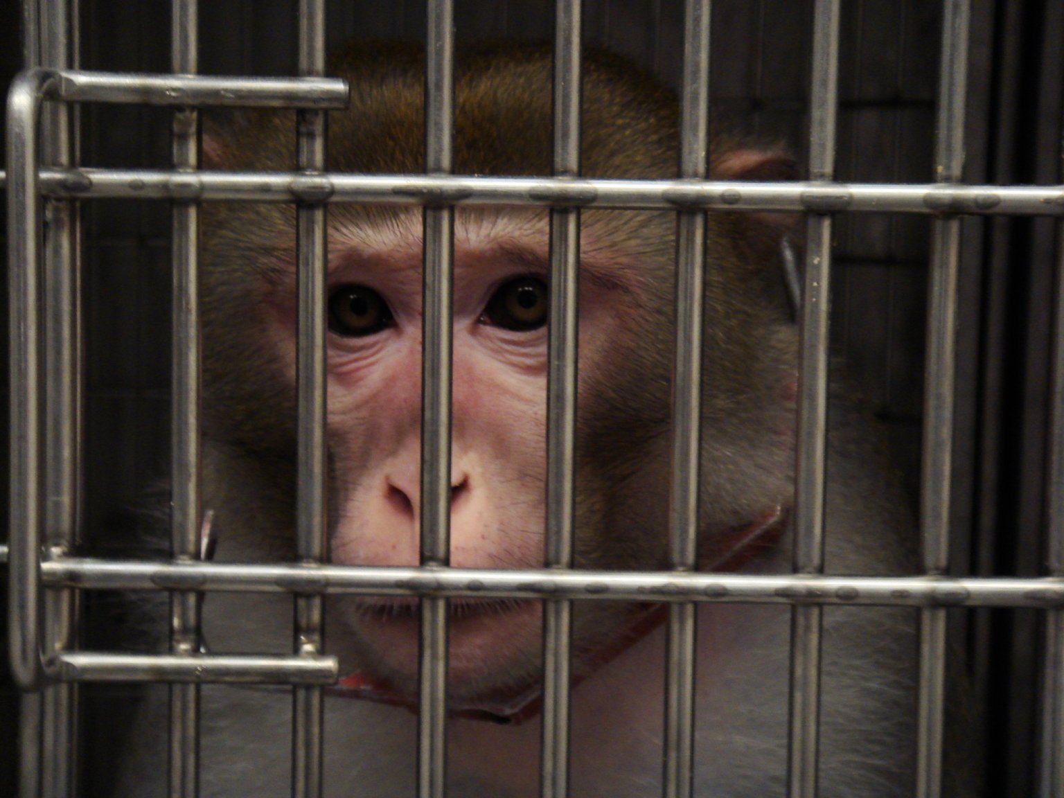 Monkey Strangled and Other Horrors at UC-Berkeley | PETA
