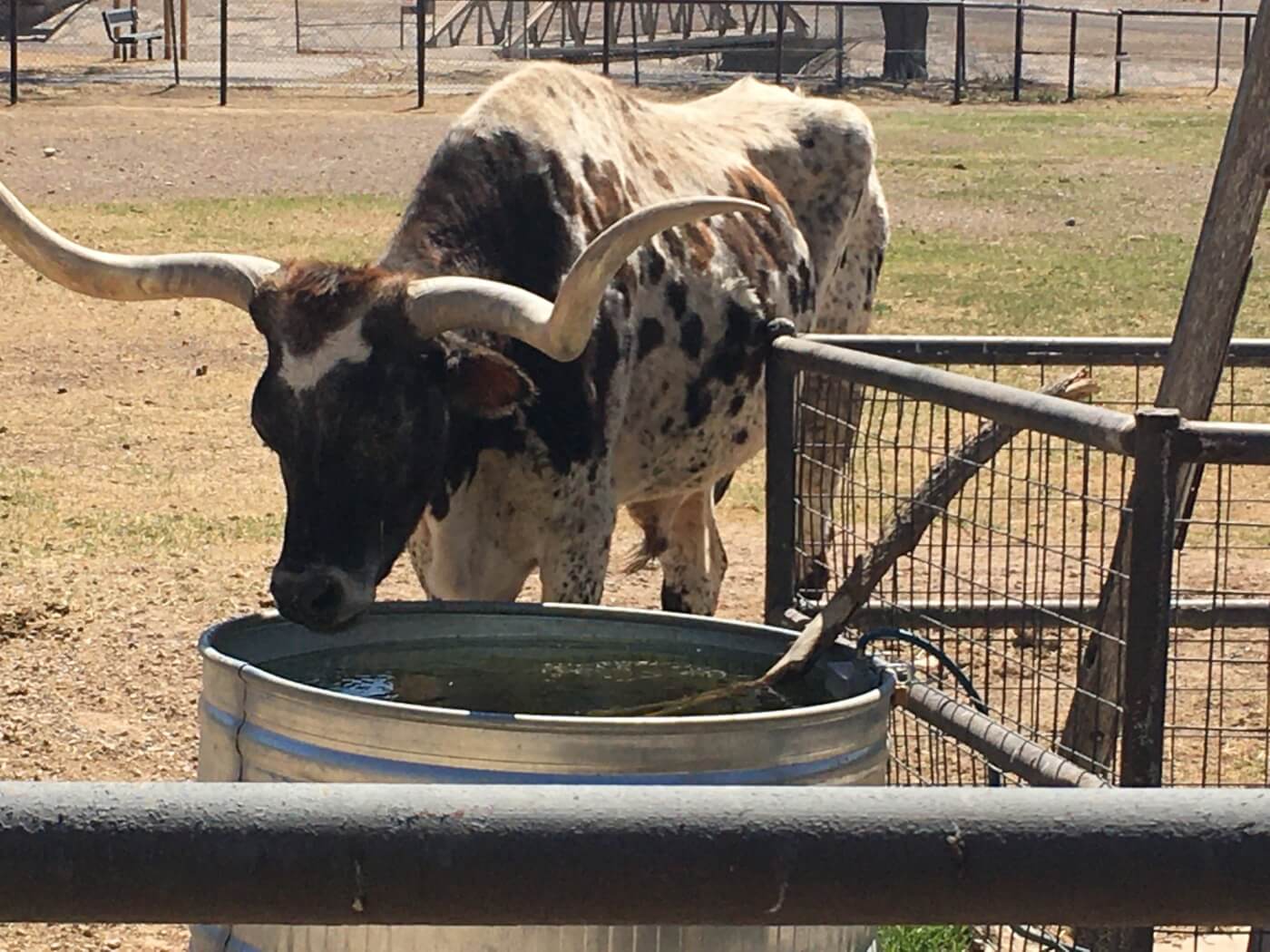 Spring River Zoo Fined Over the Deaths of Five Animals | PETA