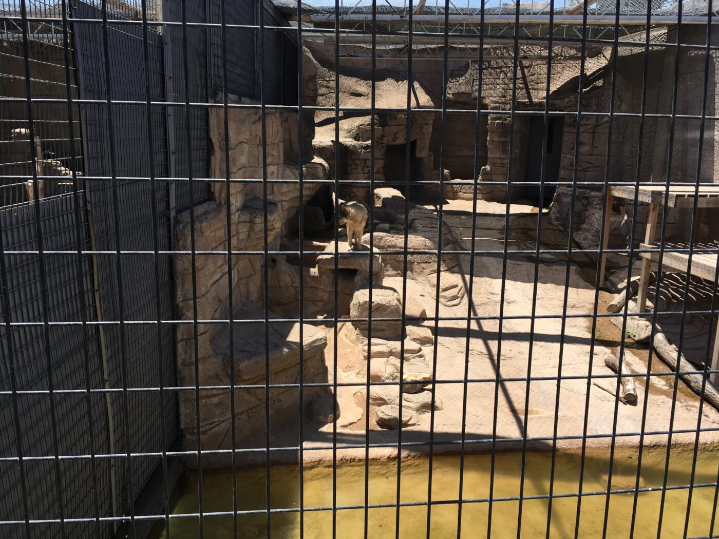 Spring River Zoo Fined Over the Deaths of Five Animals | PETA