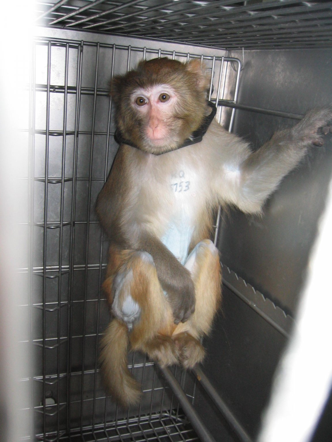 Publicly Funded Animal Experiments in Virginia | PETA
