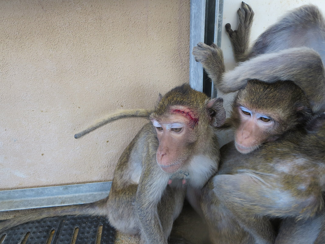 USDA Investigating Monkey Suffering at Emory University | PETA