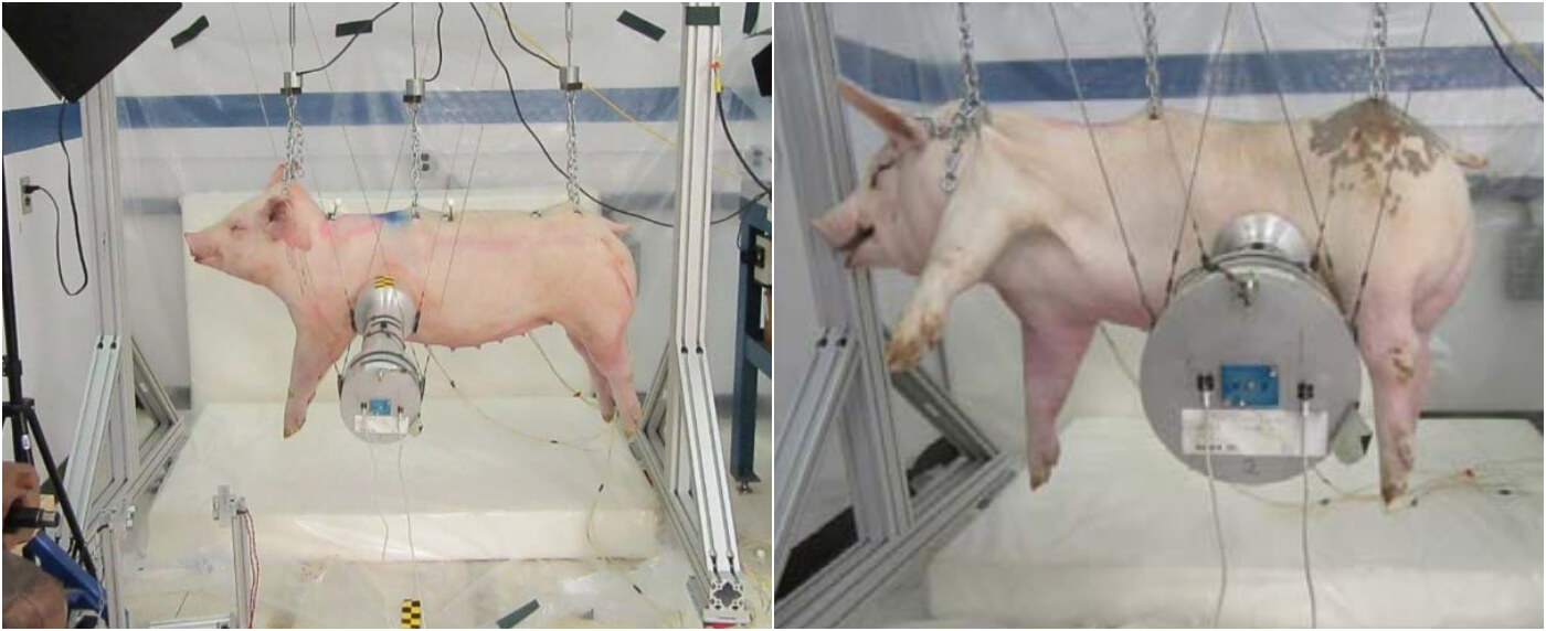 Does Ford Pay for Deadly Car Crash Tests on Animals? | PETA