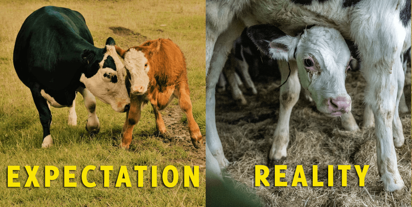 VIDEO: Were You Duped by ‘Humane’ Milk Labeling? | PETA