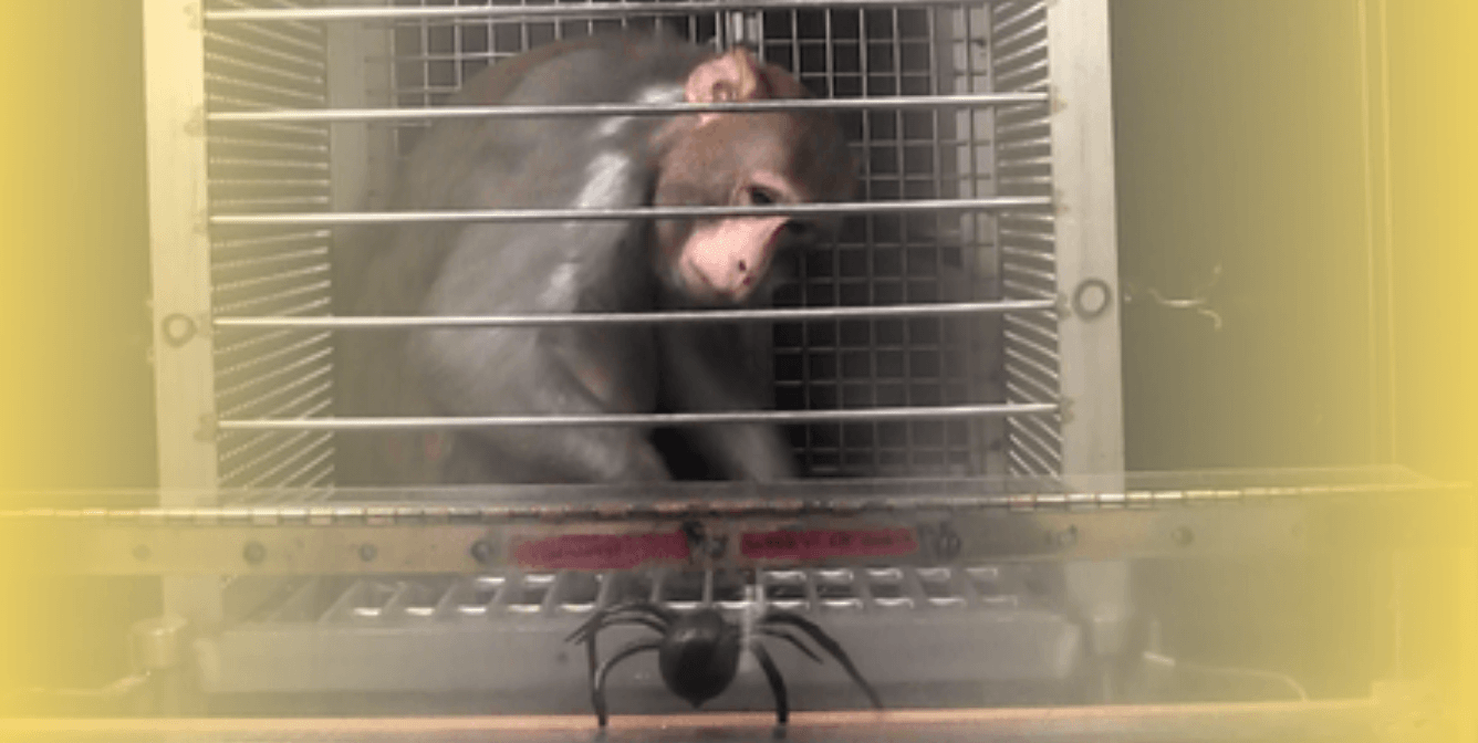 Help Save Monkeys: Demand That New Panel Exclude Monkey Tormentors! | PETA