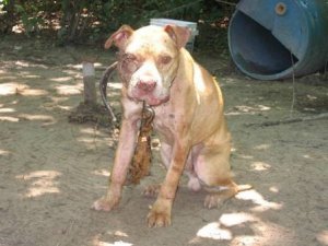 Why We Euthanize | PETA