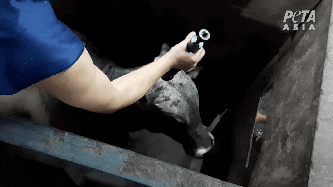 Exposés and Undercover Investigations | PETA