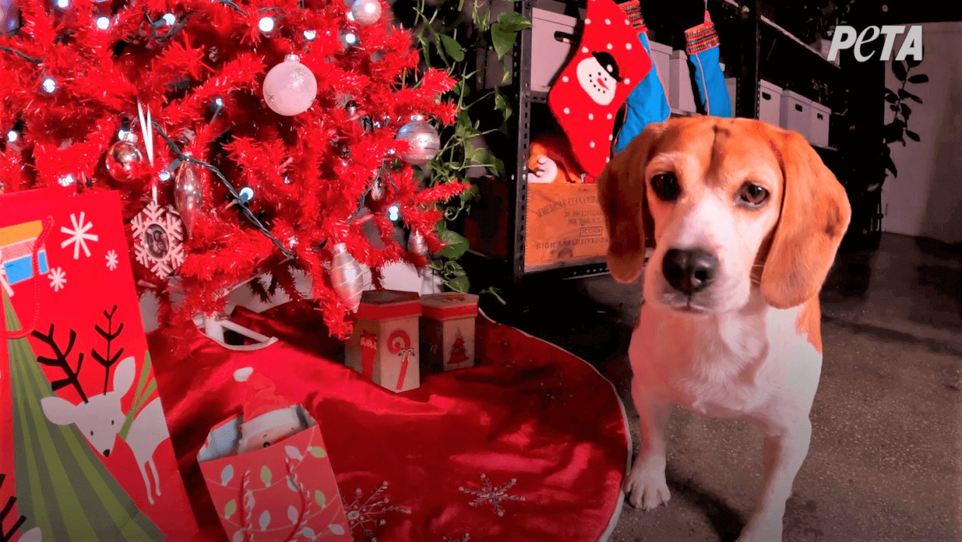 No More Cages for This Rescued Beagle: Samson Is Free! | PETA