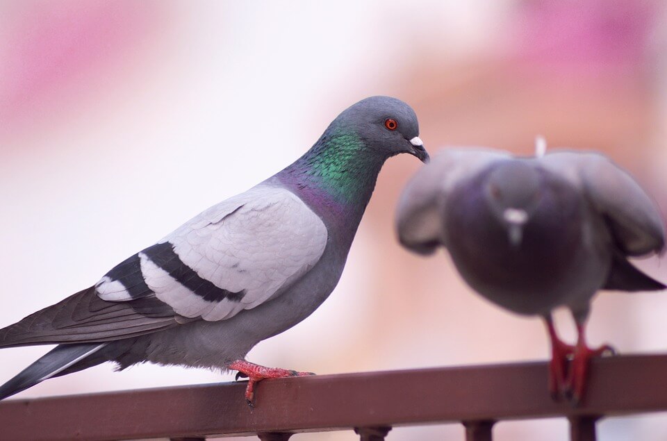 URGENT: Speak Out Against Alleged Bird Poisoning in Nevada! | PETA
