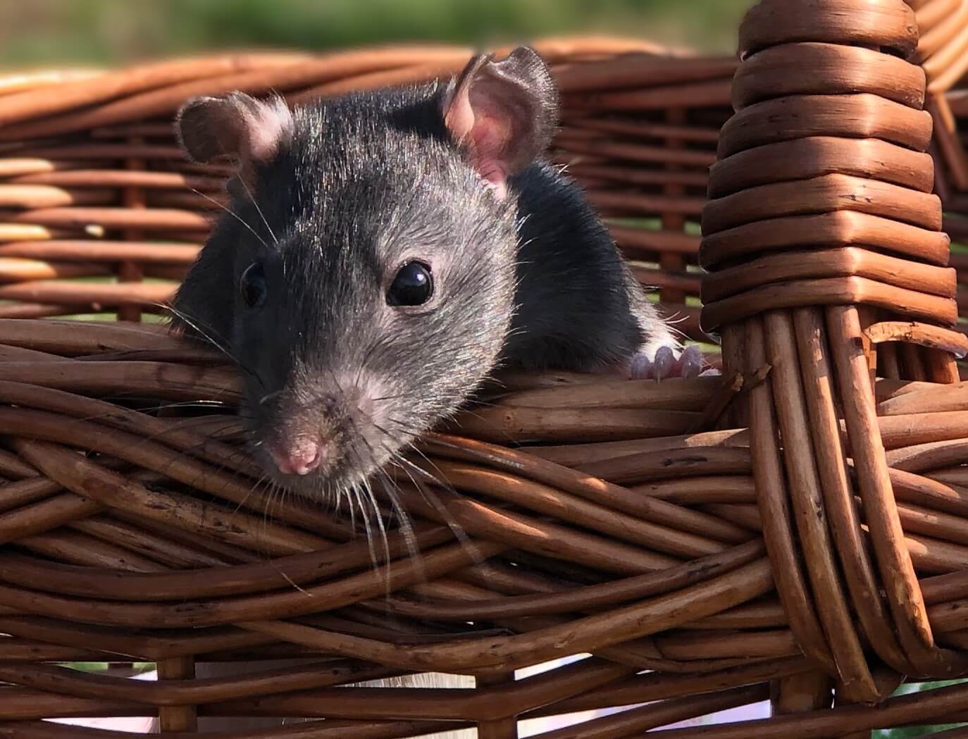 PETA and Our Entities Rescued These Animals | PETA