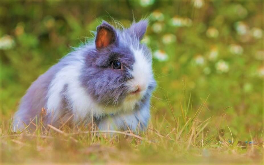 PETA UK page 1 - PETA