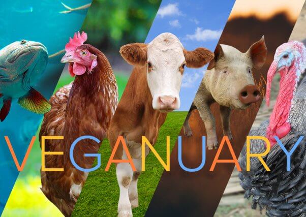 Start Your Veganuary Journey With PETA | PETA