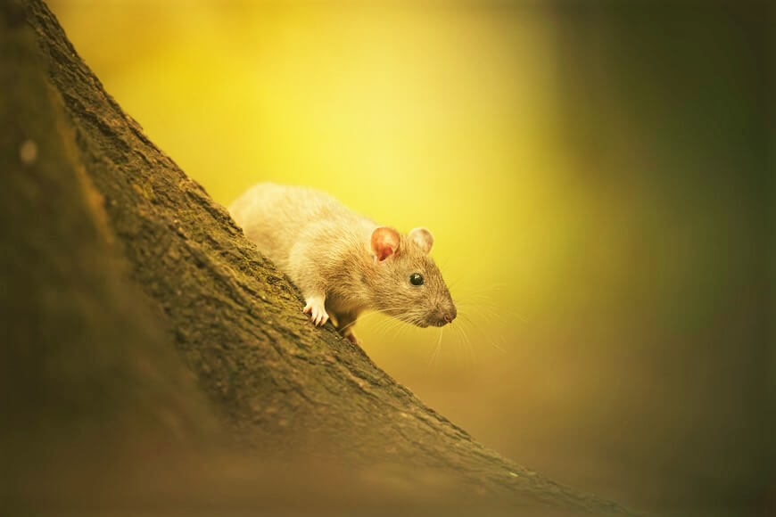 Sweet Victory! Learn Which Bogus Tests on Animals We Ended in Taiwan | PETA