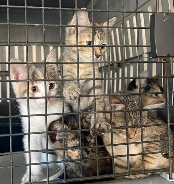 Public Shelters: Refuge for Animals or Not? | PETA