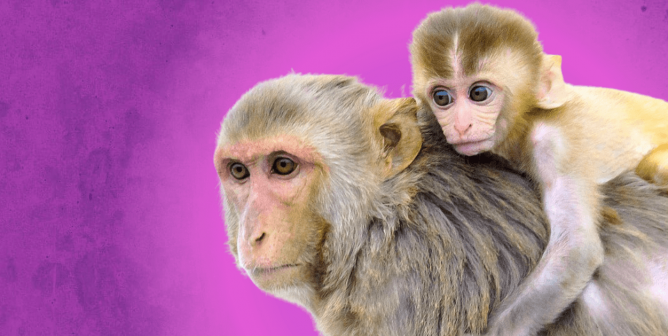 People for the Ethical Treatment of Animals (PETA)