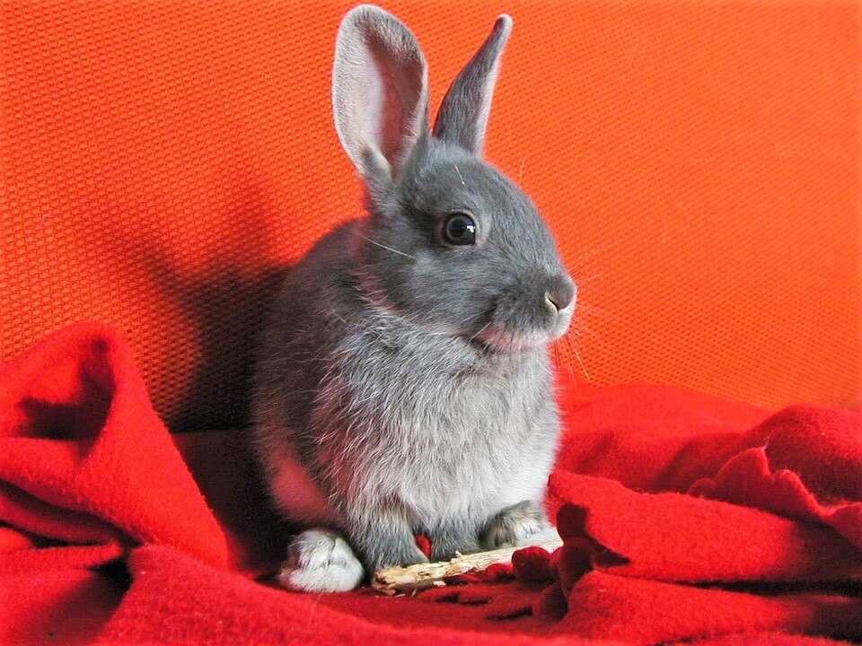 Action Alerts | Actions | PETA.org