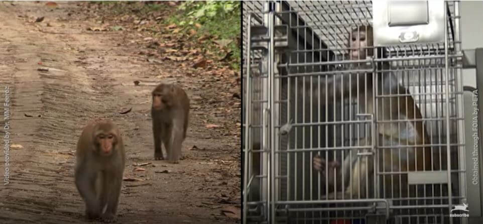 Contact PETA's Media Department | PETA