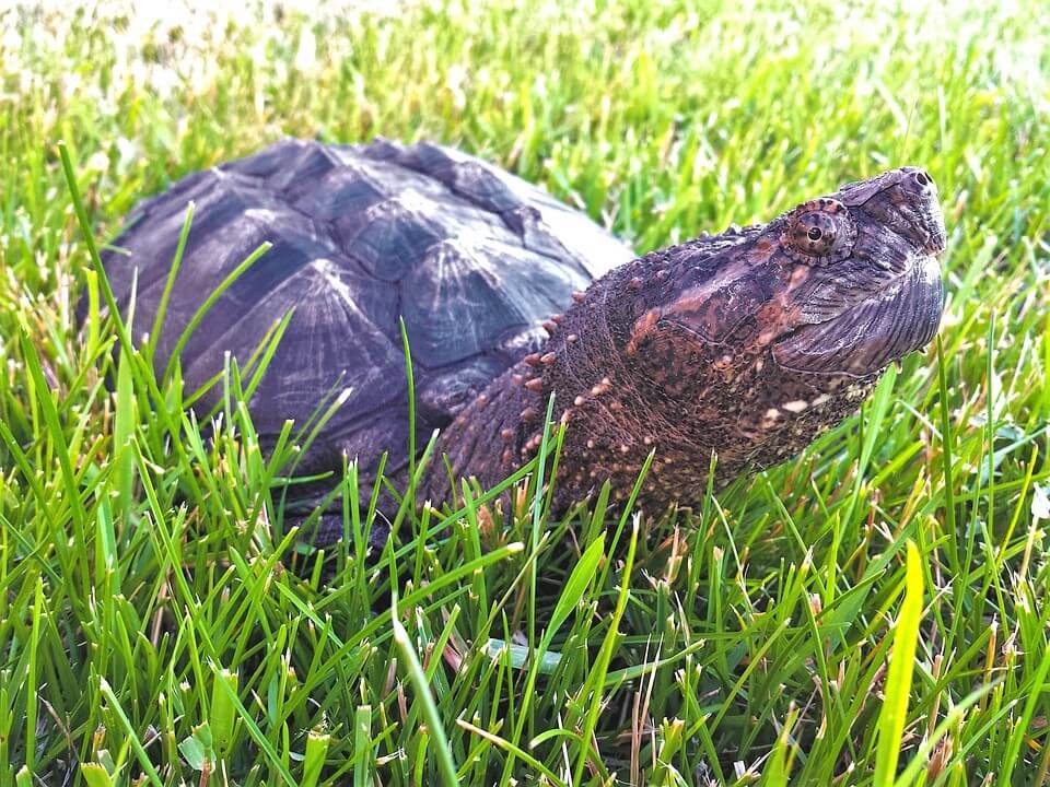 Help Turtles on World Turtle Day and Beyond | PETA