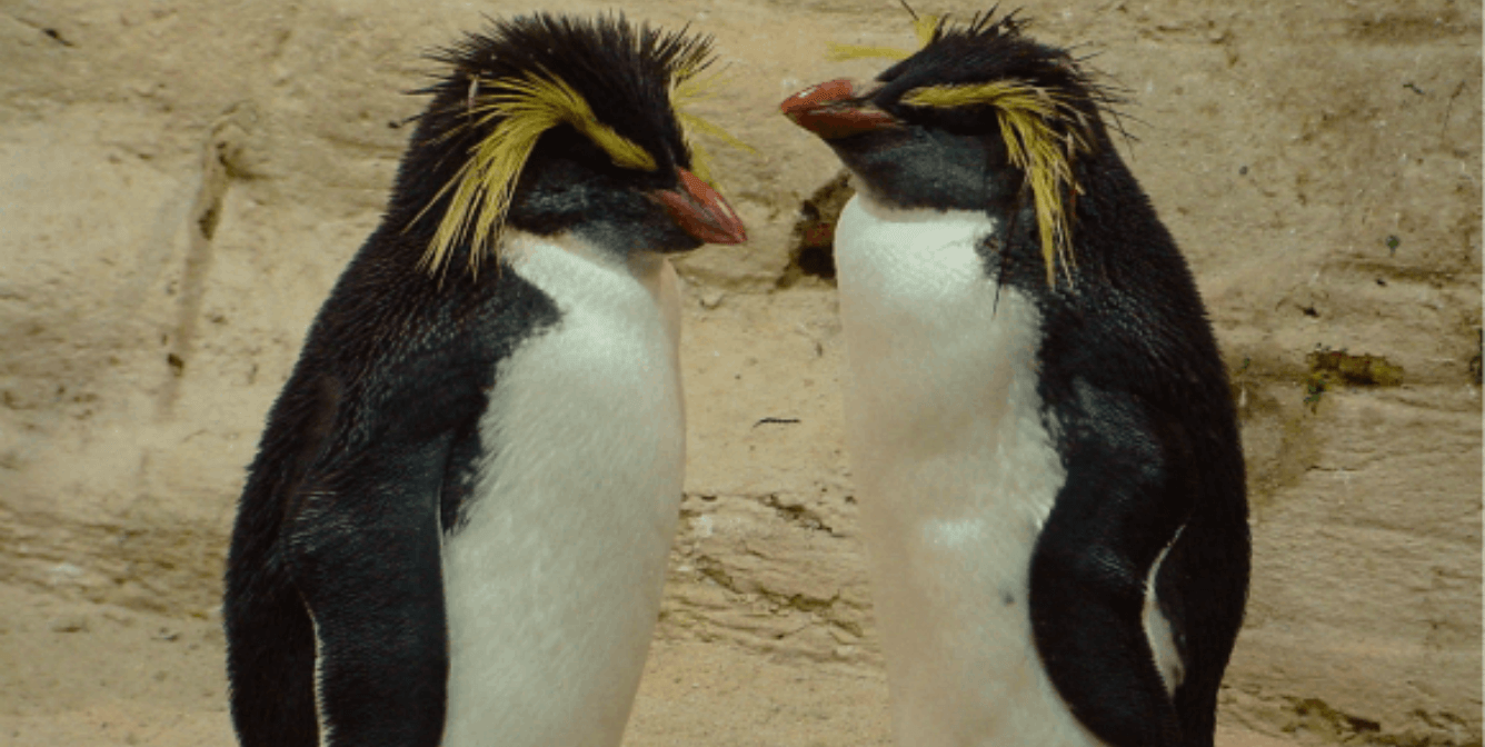Nine Facts You May Not Know About Penguins | PETA