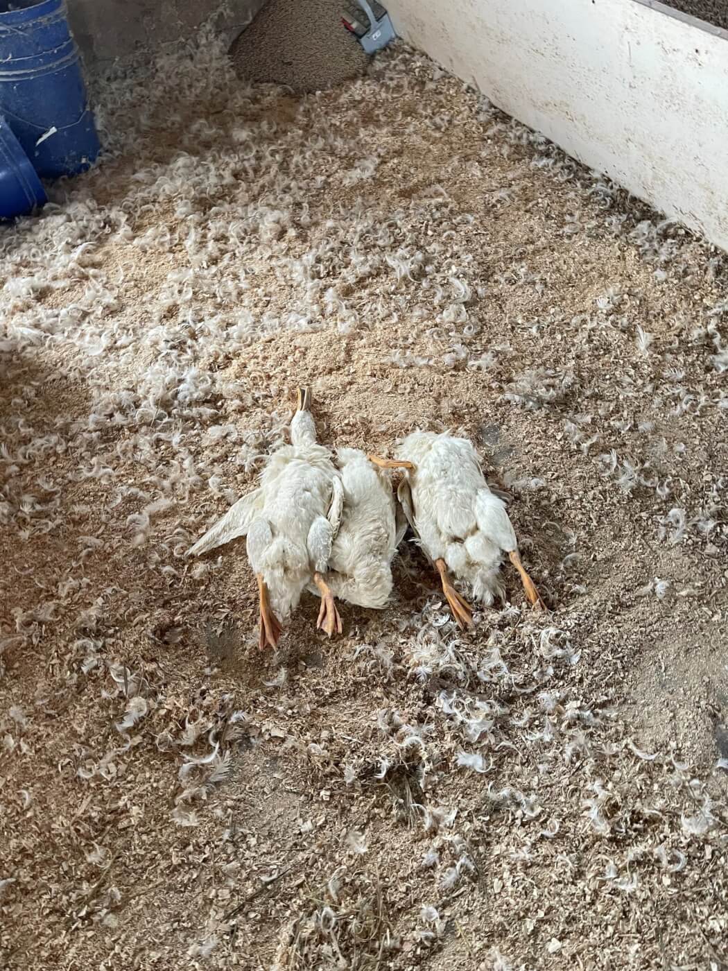 Action Alerts | Actions | PETA.org