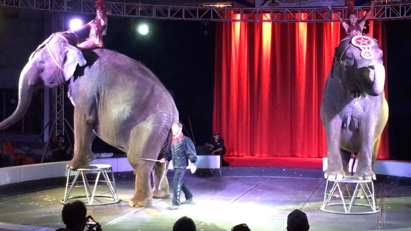 People for the Ethical Treatment of Animals (PETA)