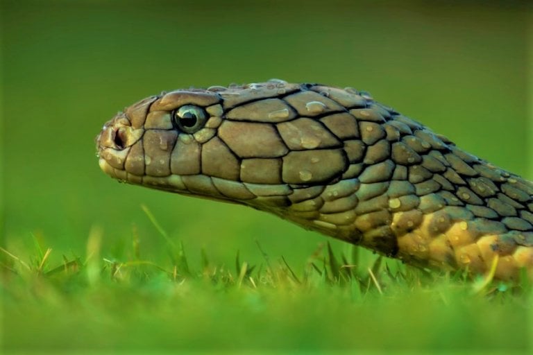 2025 Is the Year of the Snake | PETA
