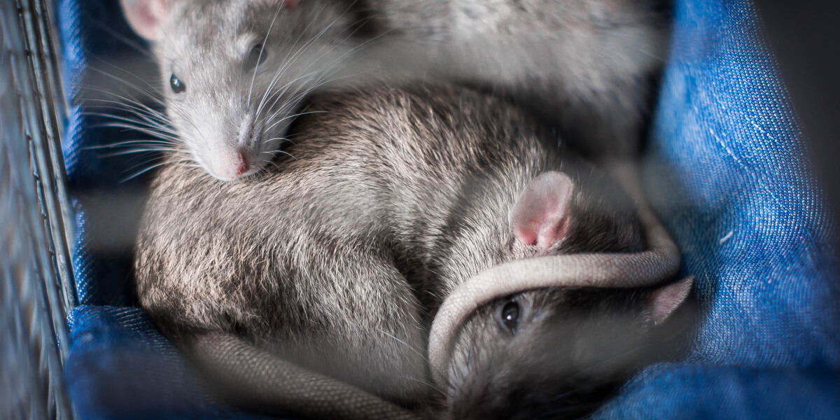 Stressful Lab Cages Compromise Data From Rats, Mice | PETA