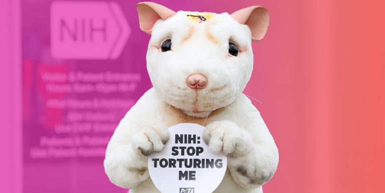 Closing In on the World’s Largest Funder of Animal Experiments | PETA
