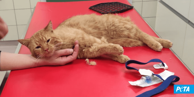 People for the Ethical Treatment of Animals (PETA)