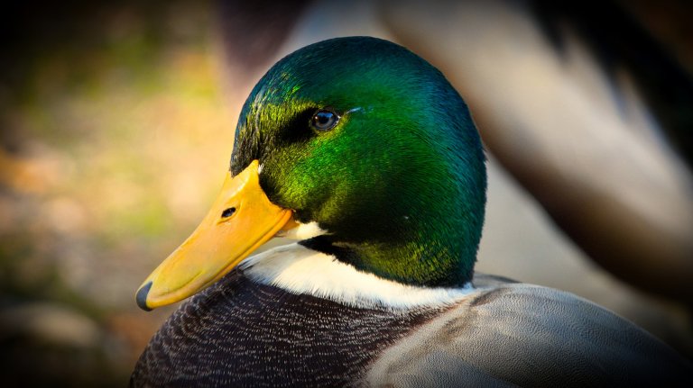 10 Facts About Ducks That Might Surprise You | PETA