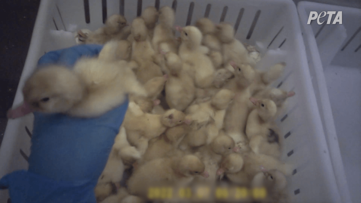 Exposés and Undercover Investigations | PETA