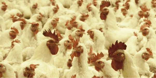 Why Cultivated Meat Is the Future of Companion Food | PETA