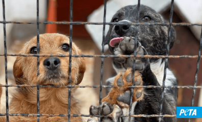 Butterball's House of Horrors: A PETA Undercover Investigation | PETA