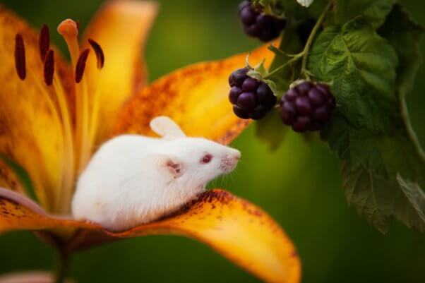 Victory! PETA Saves Animals from Pointless and Deadly Tests in Taiwan ...