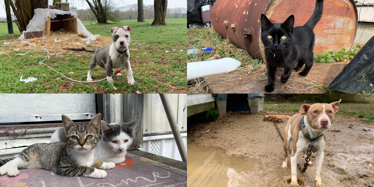 Tethering Law in Sonoma County, California | PETA