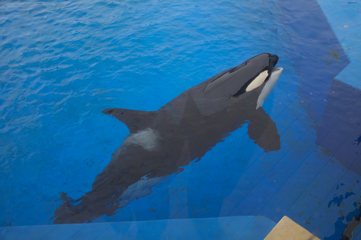 Corky at SeaWorld San Diego | PETA