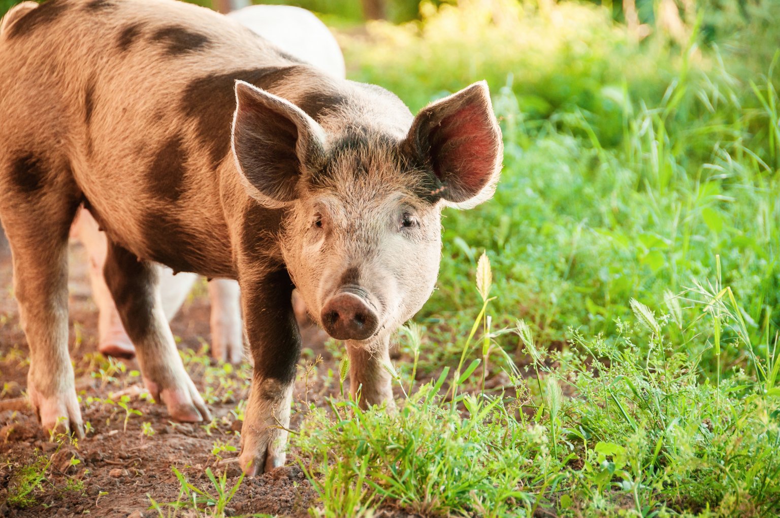 See How PETA Shook the Animal Testing Industry in 2025 | PETA